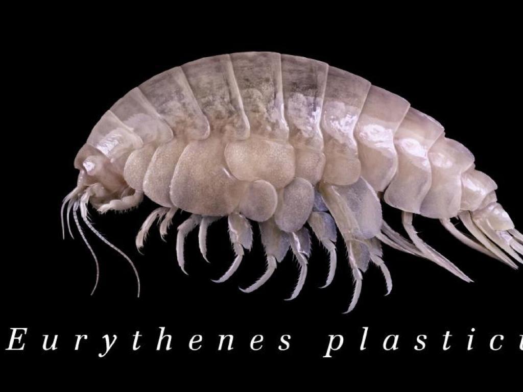 Une nouvelle espèce de crustacé, déjà victime du plastique - SWI ...