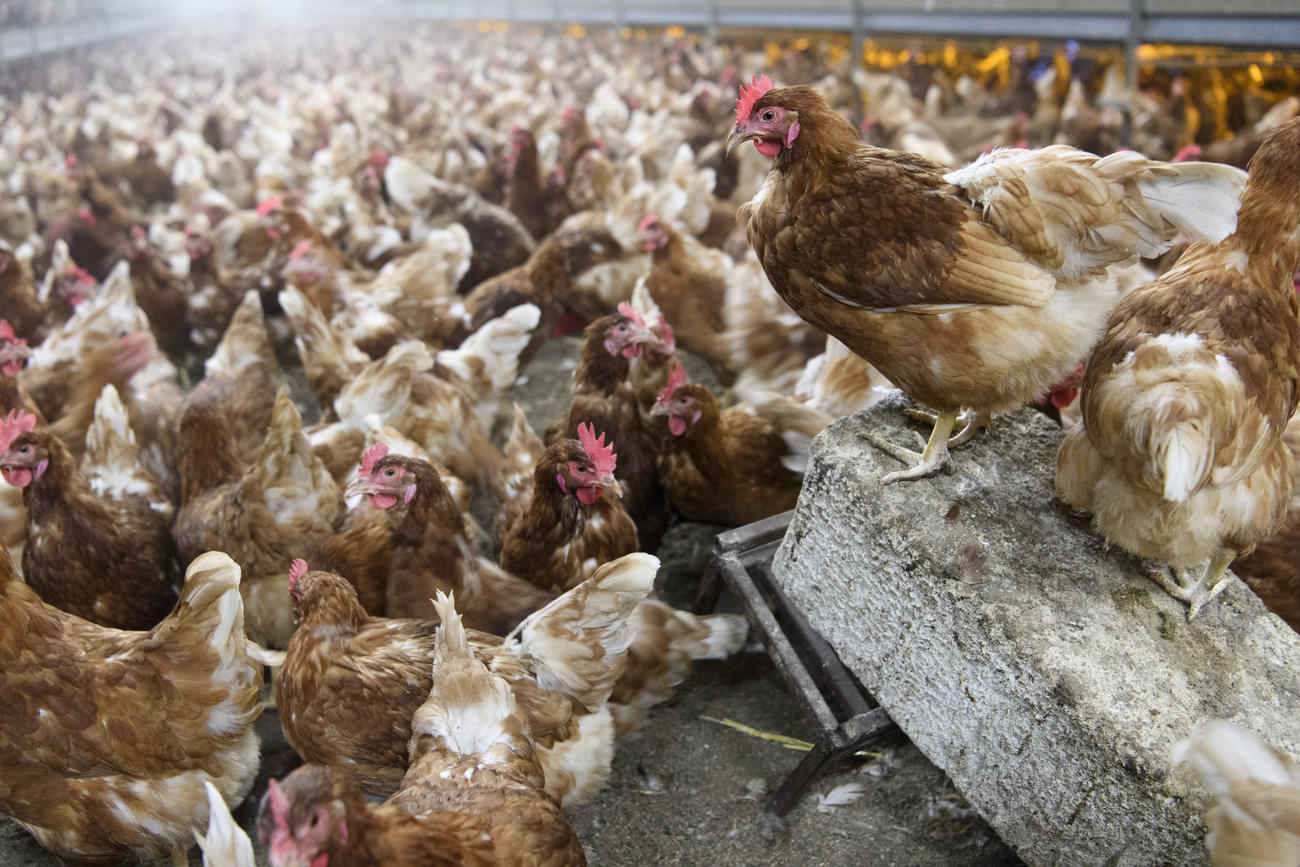 Swiss food firms do well in global farm animal welfare assessment - SWI ...