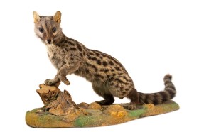 First genet spotted in Switzerland - SWI swissinfo.ch