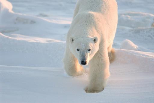 El Calentamiento Global Podr a Llevar A La Extinci n De Los Osos el-calentamiento-global-podr-a-llevar-a-la-extinci-n-de-los-osos