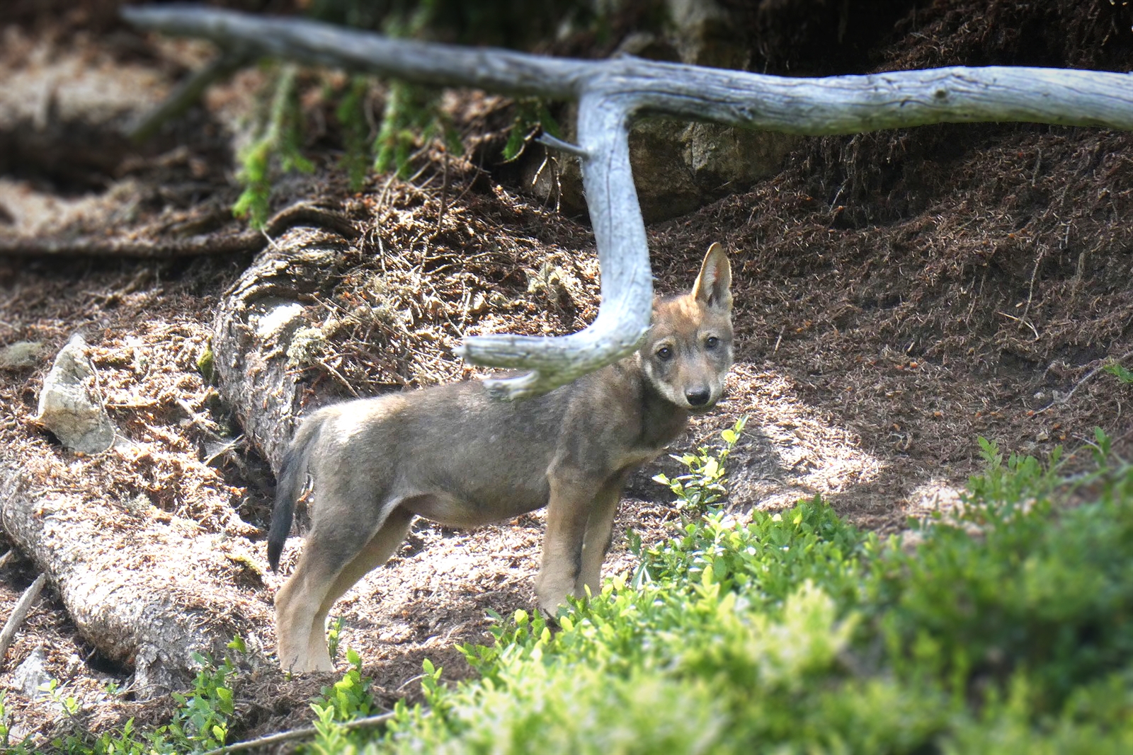 New wolf pack identified in Switzerland - SWI swissinfo.ch