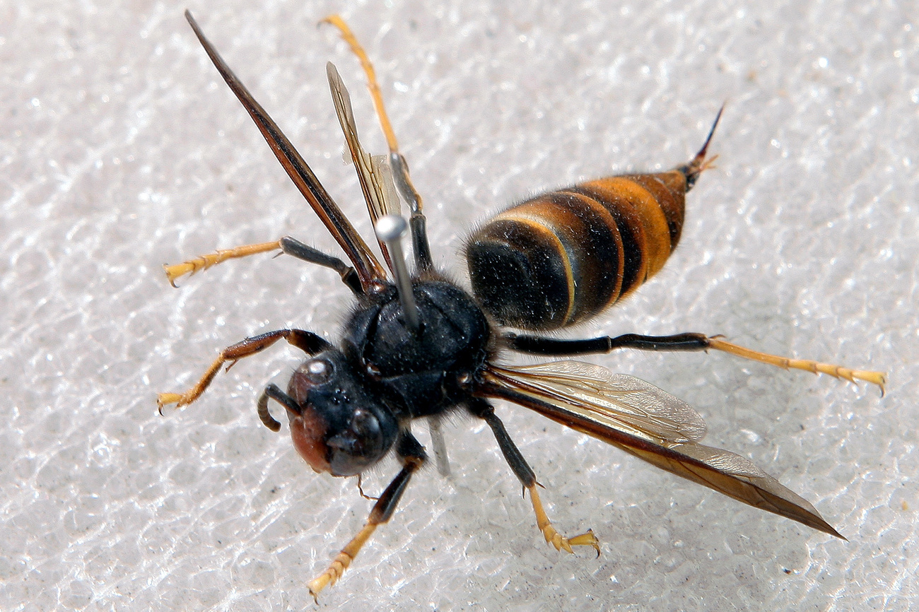 Invasive Asian hornet spotted in Geneva - SWI swissinfo.ch