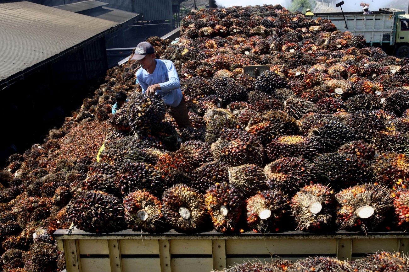 Nestlé identified over 1,000 cases of deforestation per day in palm oil ...