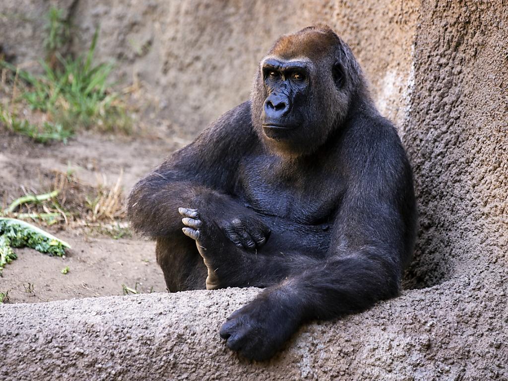 In Zoos gebären Affen gleichmässiger als in der Natur - SWI swissinfo.ch