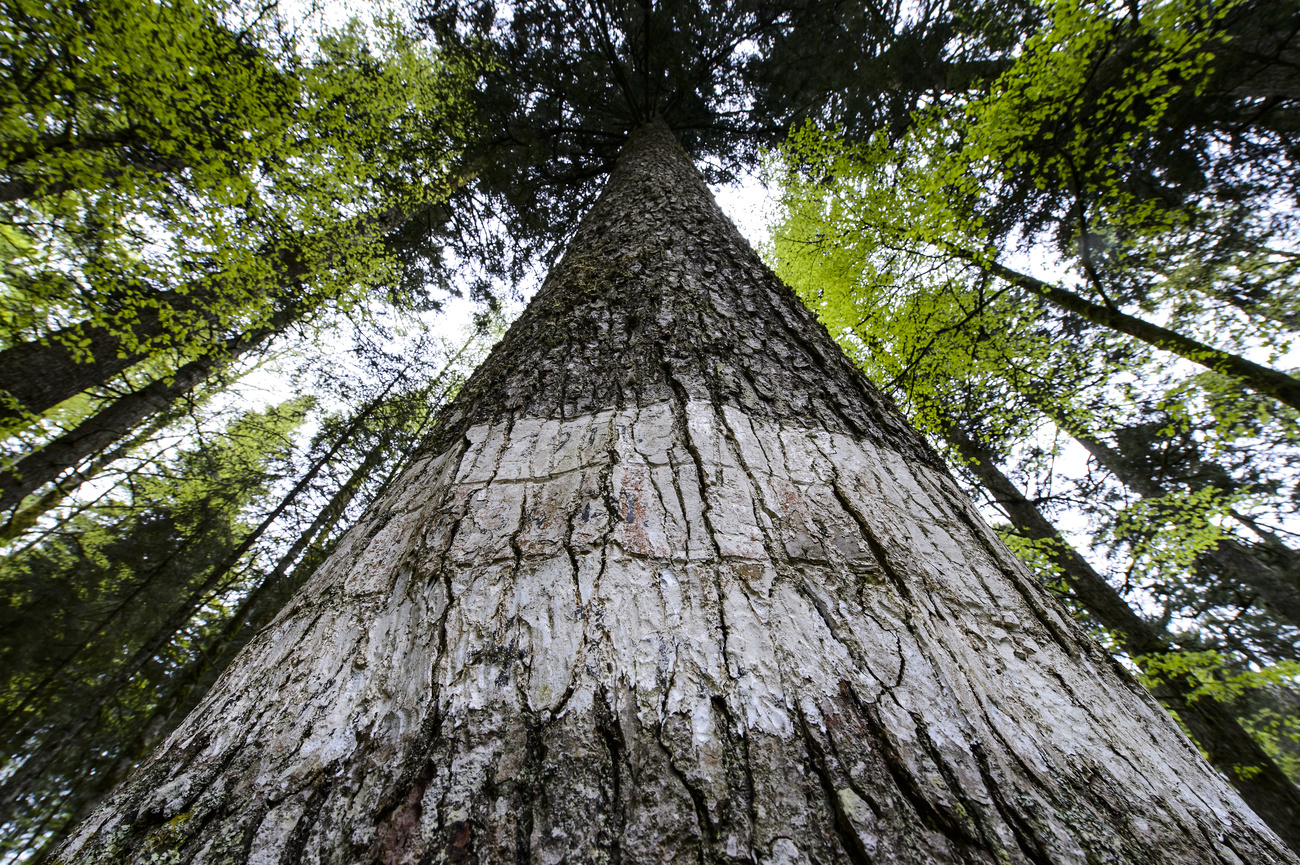 Switzerland s Tallest Tree Is A 58 metre European Silver Fir SWI switzerland-s-tallest-tree-is-a-58-metre-european-silver-fir-swi