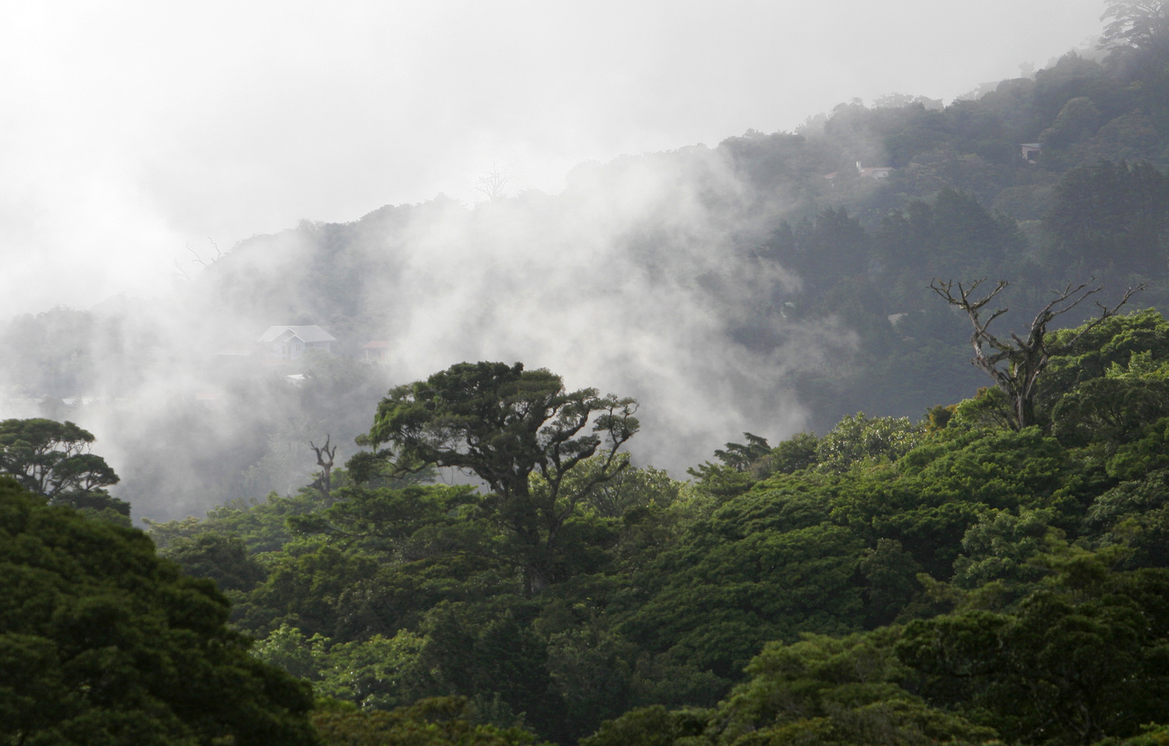 Cloud Forest Wallpaper