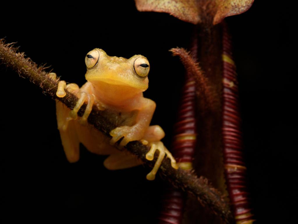 Une Grenouille Vivant En Symbiose Avec Une Plante Carnivore Swi Swissinfoch