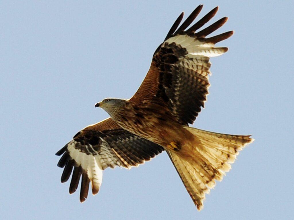 Les effectifs de milans royaux en hausse en Suisse - SWI swissinfo.ch