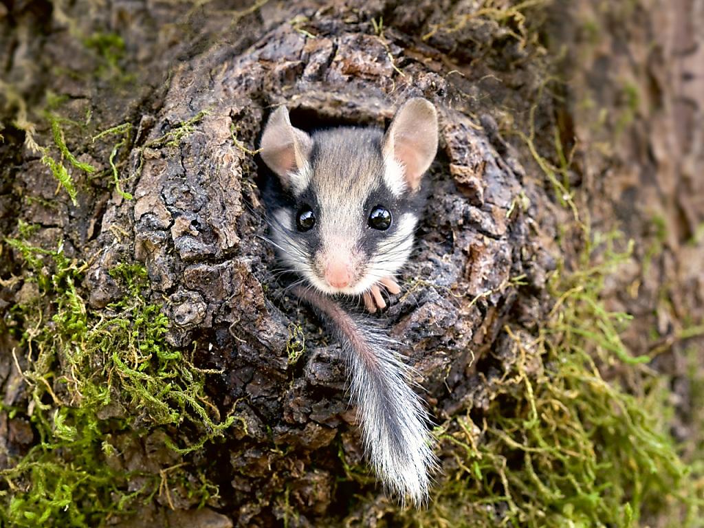Le lérot est l'animal de l'année 2022 - SWI swissinfo.ch