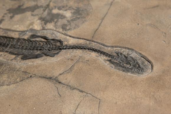 Fossils discovered of giant lizards in Switzerland - SWI swissinfo.ch