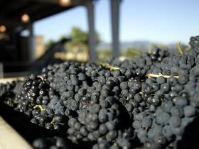 Le vignoble alsacien tente le pari du cépage Syrah - SWI swissinfo.ch