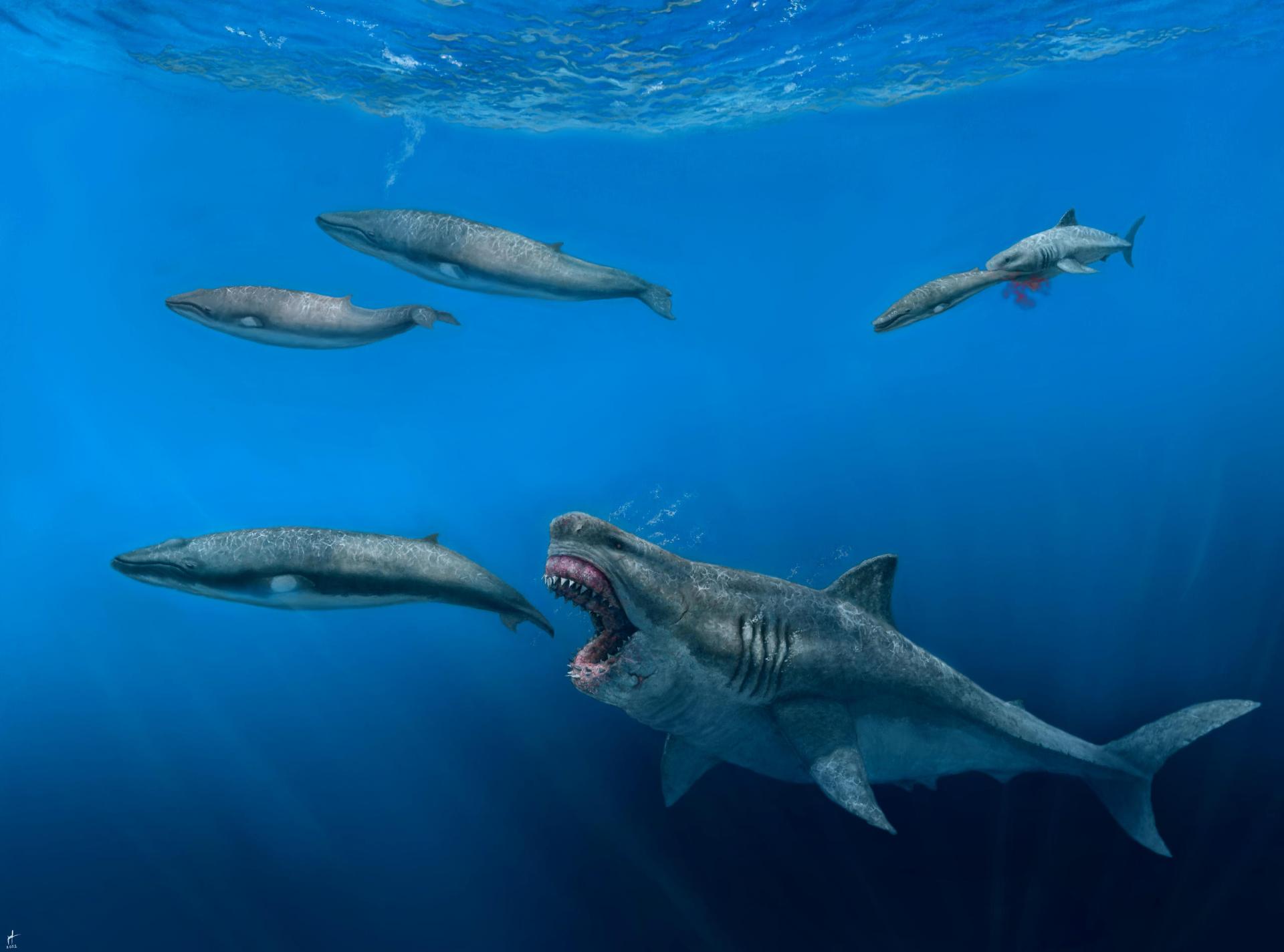 Giant megalodon shark could eat prey the size of killer whales - SWI ...