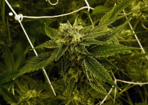 Consumo de marihuana aumenta entre jóvenes en EEUU, según estudio - SWI ...