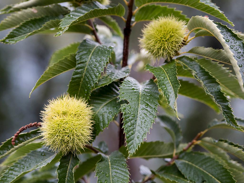 Premio Schulthess per giardini riconosce rinascita cultura castagno ...