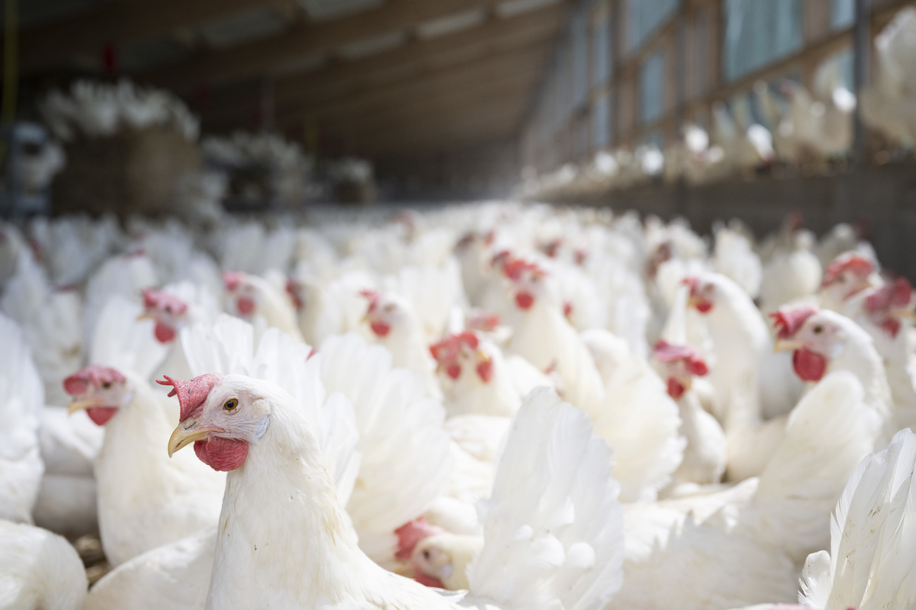 Suiza rechaza iniciativa contra la cría intensiva de animales de granja ...