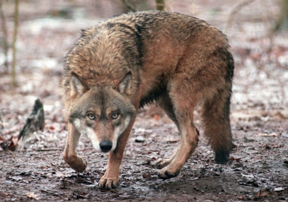 More than 1,000 wolf attacks expected this year - SWI swissinfo.ch