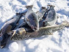 Schweizer Forscher finden Reifenabrieb im Verdauungstrakt - SWI ...