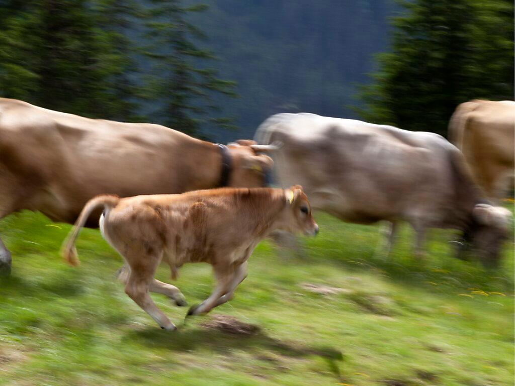 La rocambolesque fugue d'un troupeau de vaches amuse le Québec - SWI ...