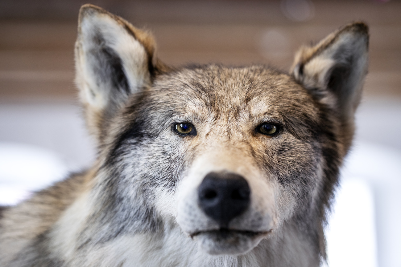 Wolves can be shot before they kill - SWI swissinfo.ch