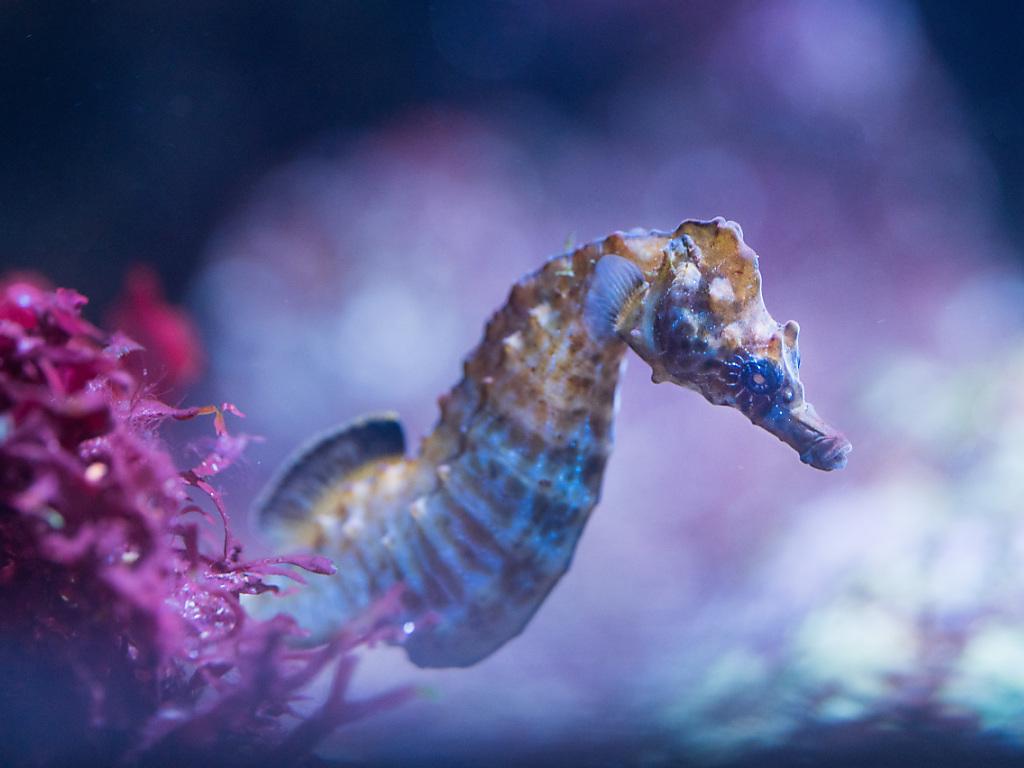 Im Zoo Basel sind wieder Mittelmeer-Seepferdchen zu sehen - SWI swissinfo.ch