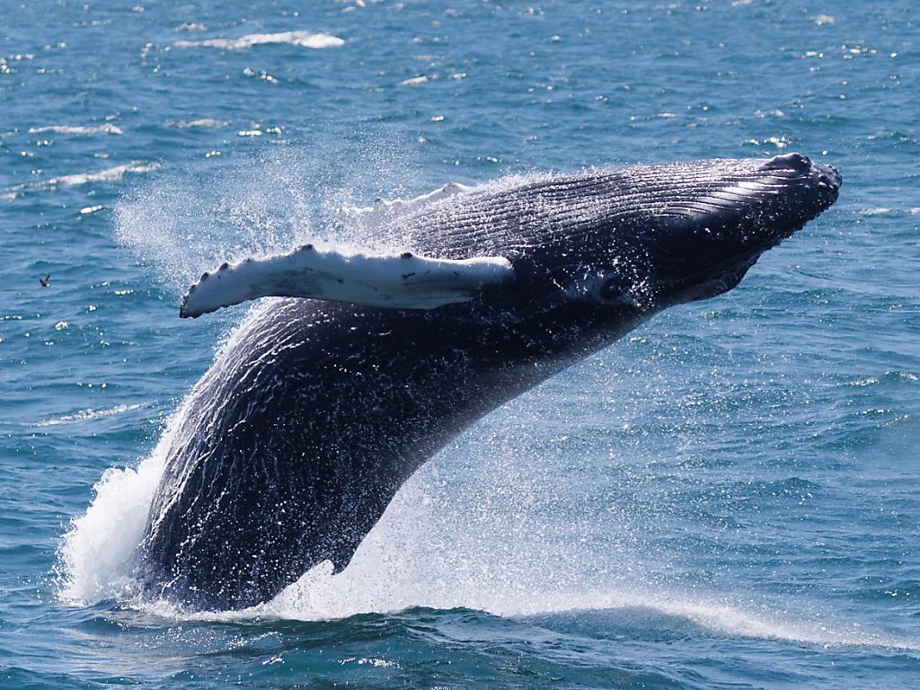 Giornata mondiale balene, slalom tra minacce perdita habitat - SWI ...