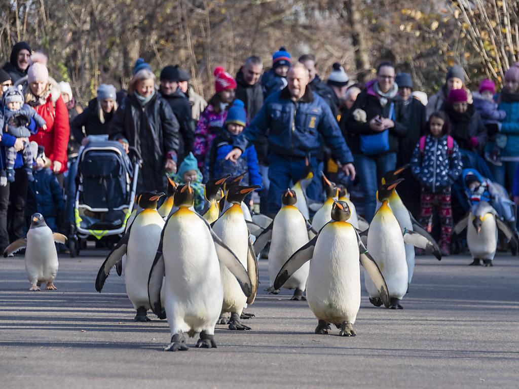 Zoo di Basilea registra record di visitatori nel 2022 - SWI swissinfo.ch