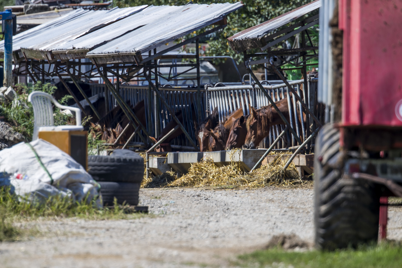 Horse dealer gets suspended eight-month jail term for animal cruelty ...