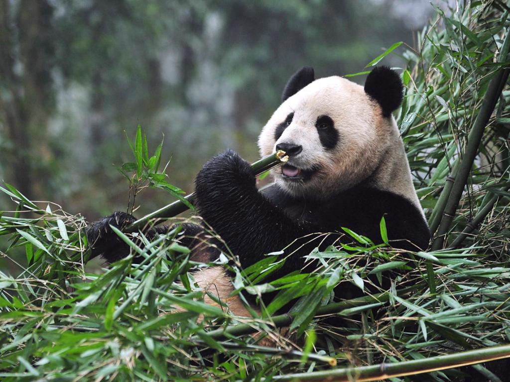 Il panda gigante Ya Ya ritorna in Cina dopo 20 anni negli Usa - SWI ...