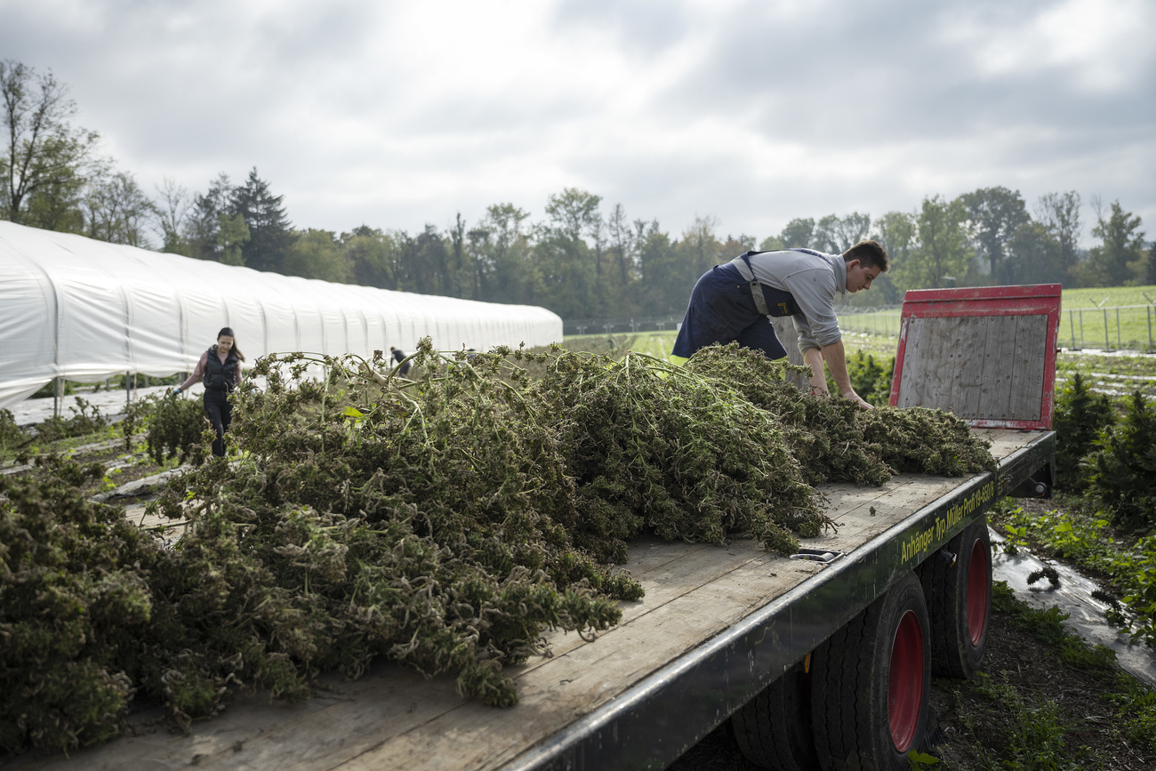 Swiss cities test controlled cannabis distribution - SWI swissinfo.ch