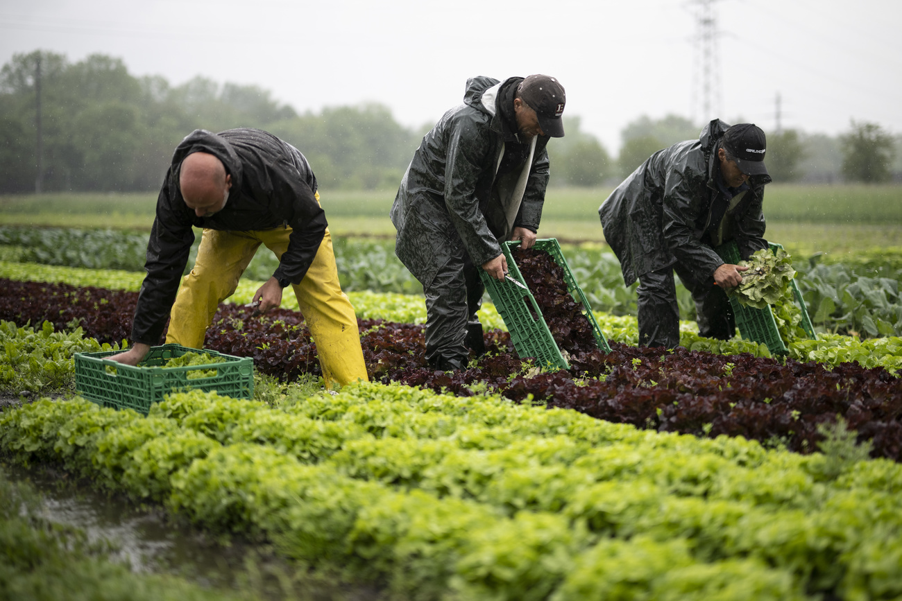 Farmers call for Switzerland to tackle reliance on food imports - SWI ...