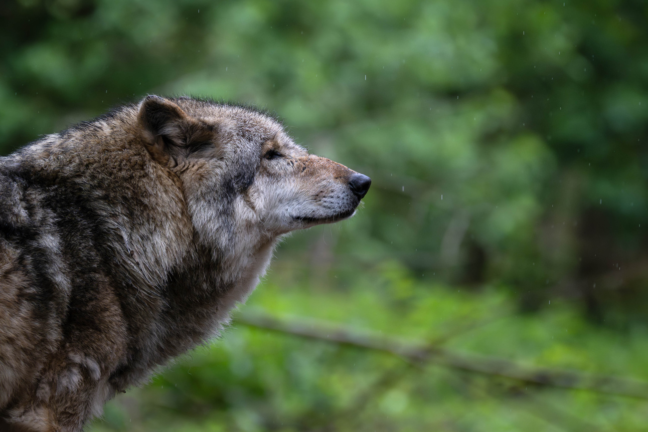 Fewer livestock killed by wolves in Switzerland - SWI swissinfo.ch
