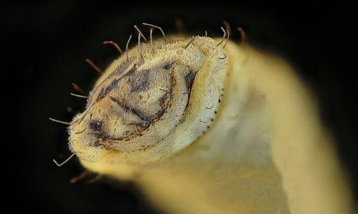 Larvas de mosca, alternativa sustentável para alimentação animal na ...