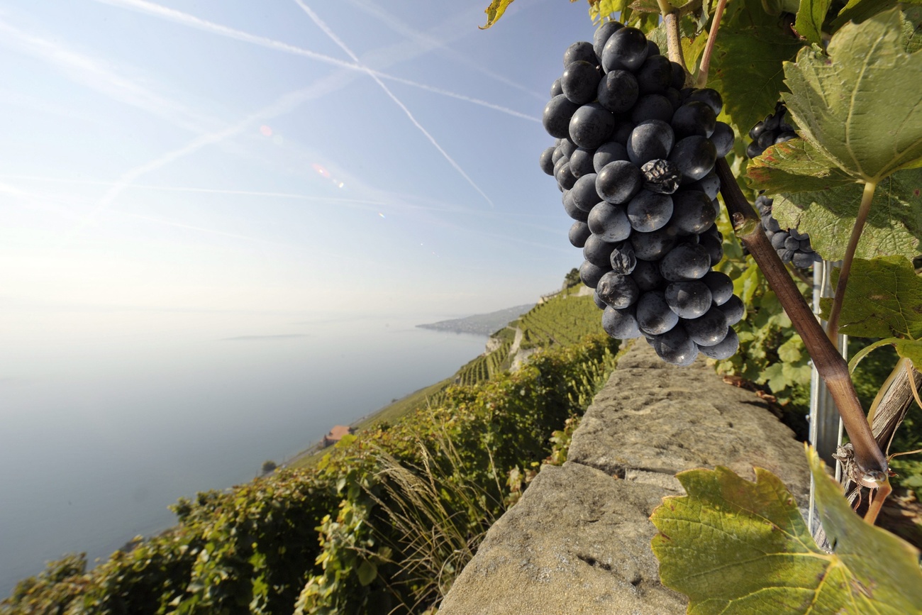 Scientists identify wines based on their chemical fingerprint - SWI ...