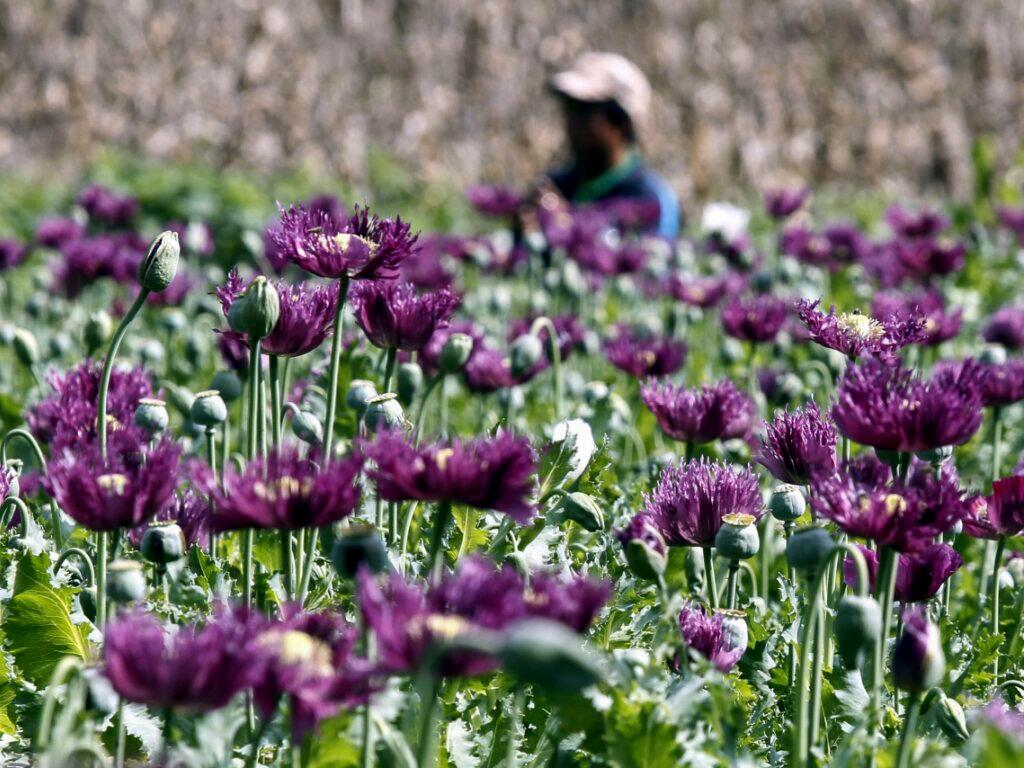 Burma Overtakes Afghanistan as Top Poppy Producer, UN Report Shows ...