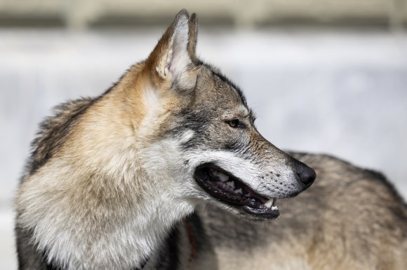 Wolf cull surprisingly efficient in Swiss canton - SWI swissinfo.ch