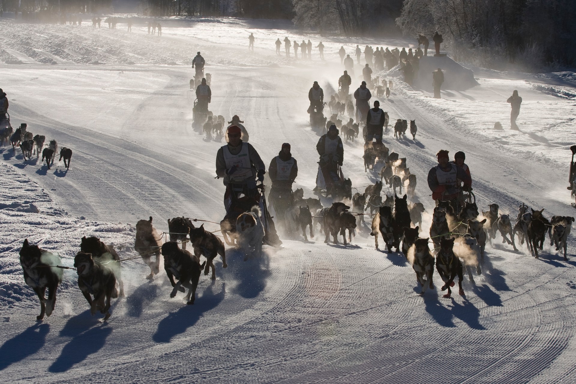 What Is The Fewest Number Of Dogs In The Iditarod